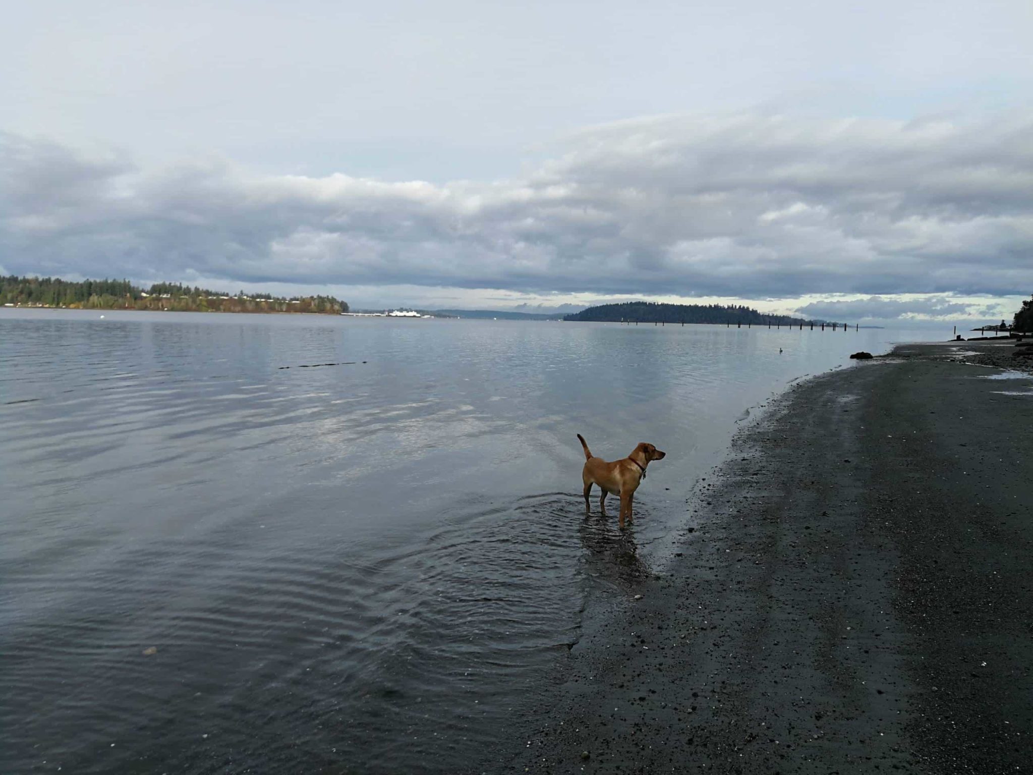 Vashon Dogs – Off-Leash or on-leash? | Vashon Maury Island